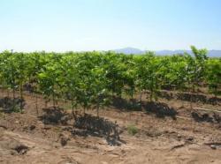 Propagation | New Mexico State University - BE BOLD. Shape the Future.